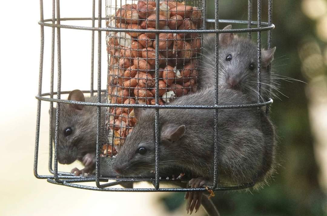 Pests - Dead Cert Pest Control