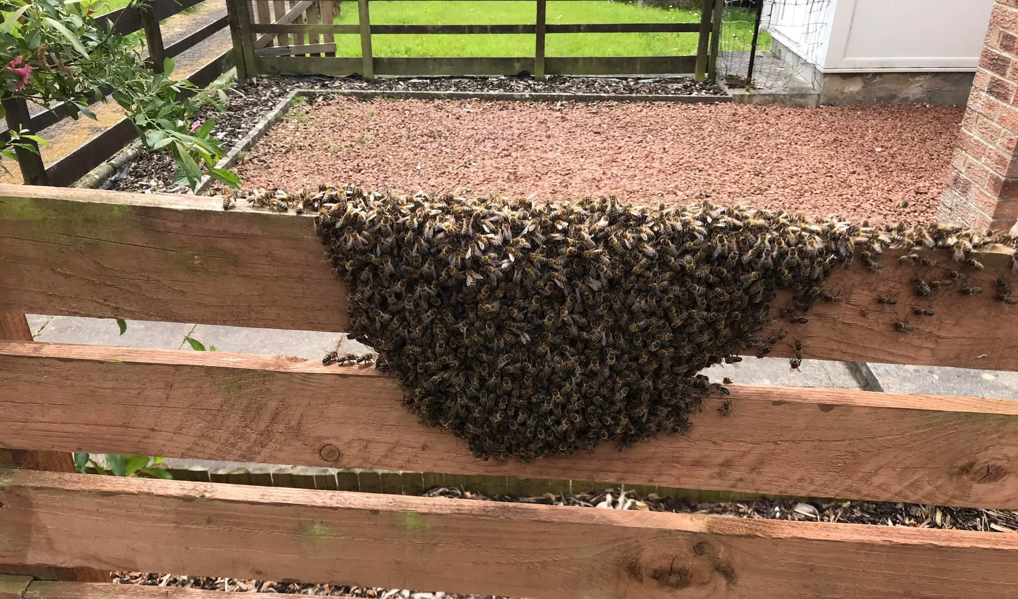 Honey Bees - Dead Cert Pest Control